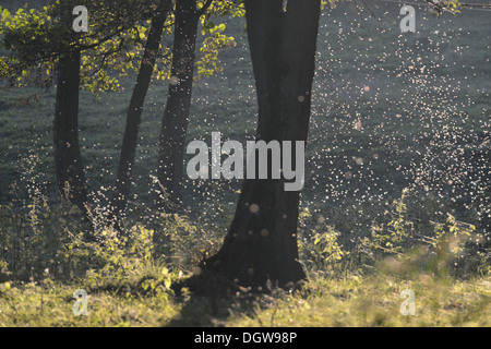 Flying insects swarming over river Nybroån Stock Photo - Alamy