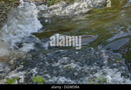 Spawning sea trout swimming up the a rapid-flowing water Stock Photo ...