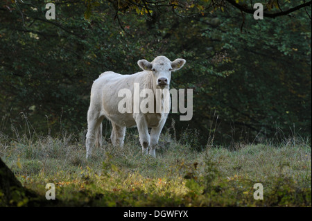 Neat cattle on their enclosed pasture-land Stock Photo - Alamy