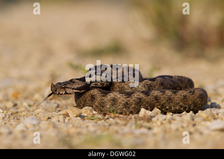 Horned Viper, Long-nosed Viper or Common Sand Adder (Vipera ammodytes ...