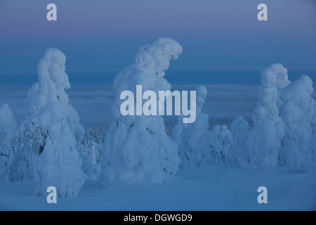 Snow covered trees on Rukatunturi Mountain, Kuusamo, Northern Ostrobothnia, Finland Stock Photo ...