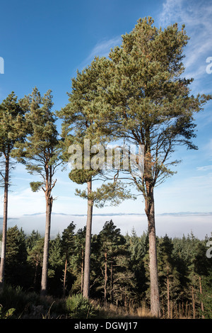 Site of Pictish Hillfort at Craig Phadrig in Inverness-shire, Scotland ...