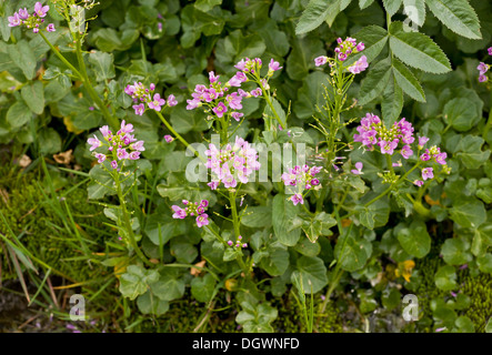 Radish-leaved Bittercress (Cardamine raphanifolia) flowering growing ...
