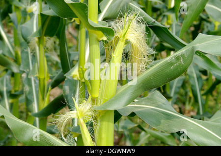 Raw corn stalks Stock Photo - Alamy