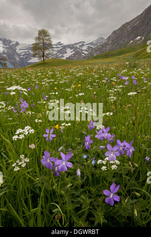 alpine meadow with pansies Stock Photo - Alamy