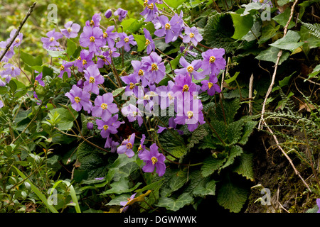 Pyrenean-violet (Ramonda myconi) in blossom Stock Photo - Alamy