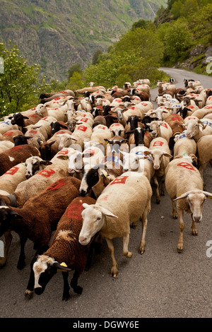 Transhumance - sheep flock moving to high pastures above the Heas ...