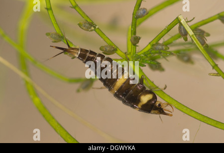 Hyphydrus ovatus diving beetle larva Stock Photo - Alamy