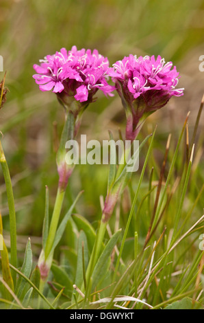 Alpine catchfly (Silene suecica) flowers. Photographed in France Stock ...