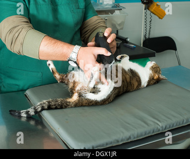 Cat coat cut in veterinary Stock Photo - Alamy