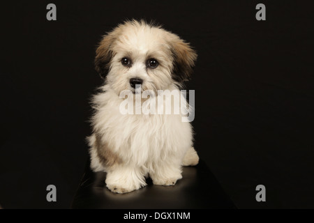 Teddy Bear puppy (a/k/a Zuchon, mix of Shih-Tzu and Bichon Frise breeds ...