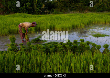 Khmer woman planting the rice fields wearing krama (traditional ...