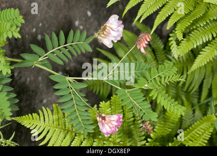 Wood Bitter-vetch, Vicia orobus Stock Photo - Alamy
