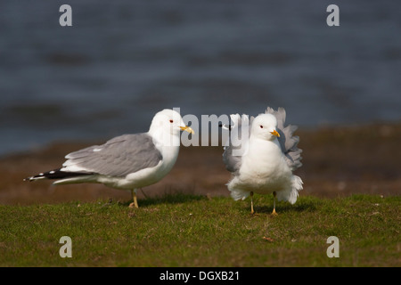 common gull or mew gull, Larus canus, close-up of single adult standing ...