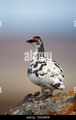 Rock ptarmigans (Lagopus) mutus Stock Photo - Alamy