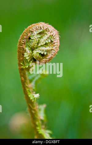 New fern fronds uncurling and emerging after the patent plant has ...