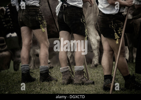 Front legs of cattle Stock Photo - Alamy