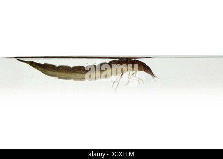 dragonfly larva insect in water closeup top view Stock Photo - Alamy