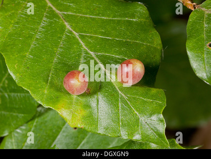 Galls caused by Beech Gall-midge, Mikiola fagi Stock Photo - Alamy