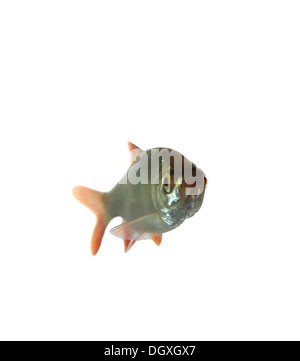 rudd fish on white background Stock Photo - Alamy