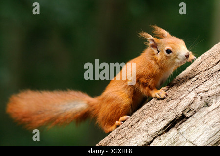 A closeup shot of a red squirrel perched on the tree Stock Photo - Alamy