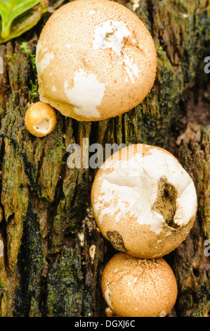Puffball mushroom grows on a tree in the autumn forest Stock Photo - Alamy