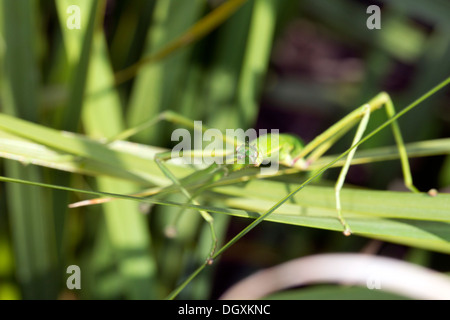 Unarmed Stick-insect; Acanthoxyla inermis; Summer; Cornwall; UK Stock ...