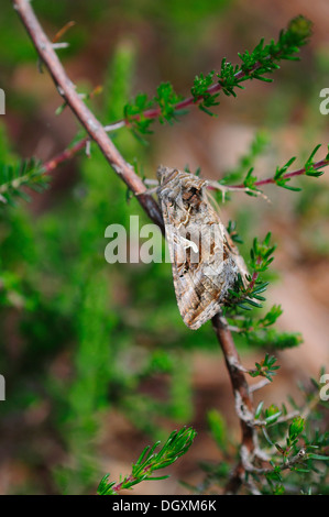 Silver Y moth (Autographa gamma) at rest. Named for the Y-shaped mark ...