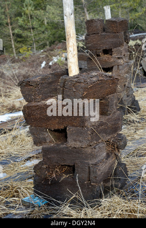 Peat (turf) cut and left to dry on a wetland in the Scottish Highlands ...