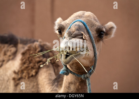 Close up of domesticated tethered dromedary camel eating grasses Stock ...