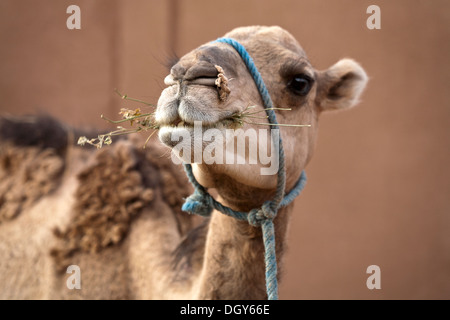 Close up of domesticated tethered dromedary camel eating grasses Stock ...