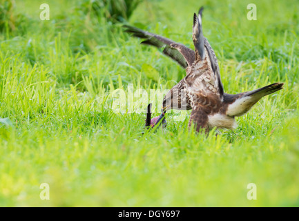 Common Buzzard eating rabbit Stock Photo - Alamy
