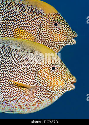 Brownspotted Spinefoot (Siganus stellatus Stock Photo - Alamy