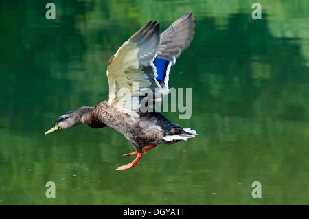Female Mallard Duck Flying in a Blue Sky Stock Photo - Alamy