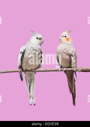 Cockatiel in profile Stock Photo - Alamy
