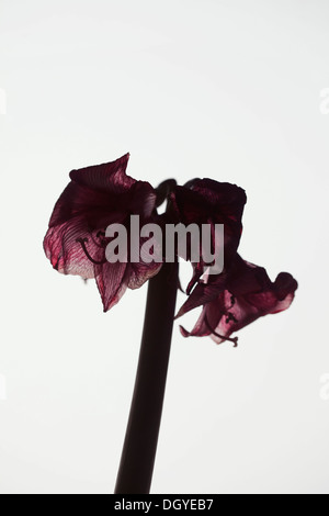 Low angle shot of a dead end sign outdoors Stock Photo - Alamy
