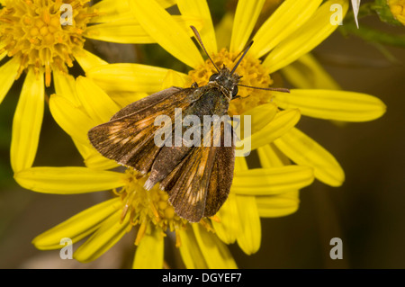 Lulworth skipper (Thymelicus acteon) feeding on wild Thrisle Pink ...