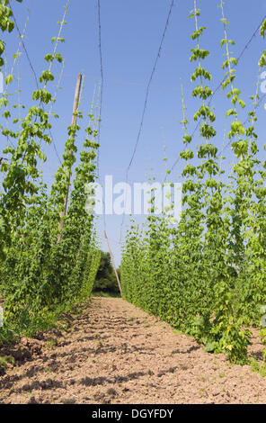 Cultivation of hops in a field in Bavaria, Germany Stock Photo - Alamy