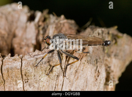 Common awl robber fly (Neoitamus cyanurus : Asilidae) feeding on a ...