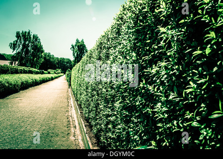 Village path with hedge on the right side Stock Photo - Alamy