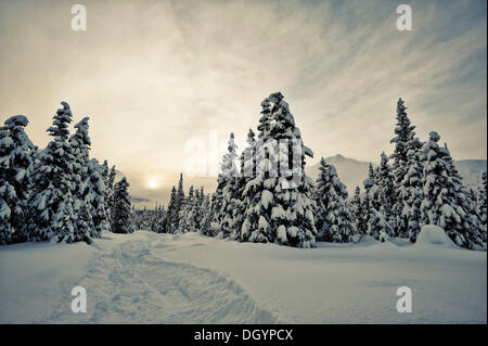Snowy trees in Turnagain Pass, Chugach National Forest, Alaska Stock ...