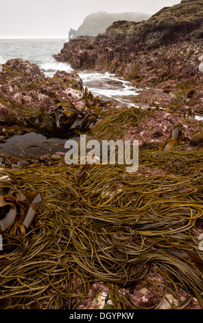 Rock-pools at very low tide at Prawle Point, south Devon coast, England ...