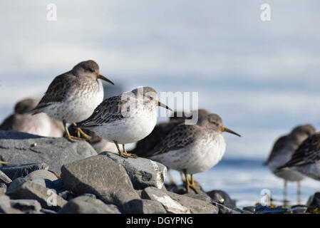 Rock sandpipers (Calidris ptilocnemis), Harriman Fjord, Prince William ...