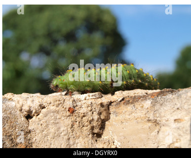 caterpillar on stone Stock Photo - Alamy