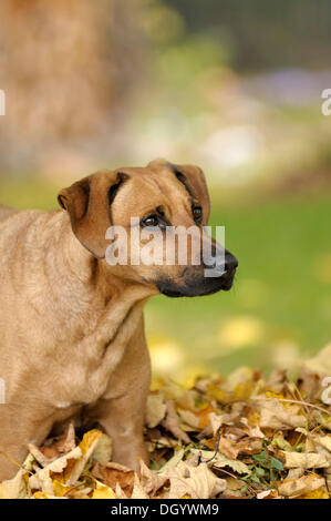 Rhodesian Ridgeback in autumn Stock Photo - Alamy