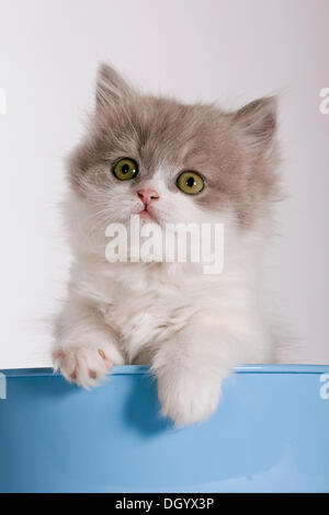 British Longhair kitten Stock Photo - Alamy