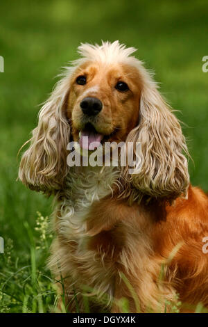 outdoor portrait of english cocker spaniel, european champion, breeding ...