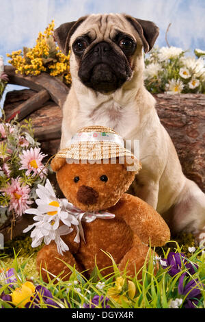 Pug dog sitting behind a teddy bear cuddly toy Stock Photo Alamy
