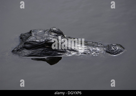 Caiman (alligatorid crocodylians). Everglades National Park. Florida ...