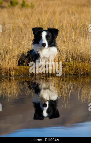 Collie breed dog in an autumn forest Stock Photo - Alamy